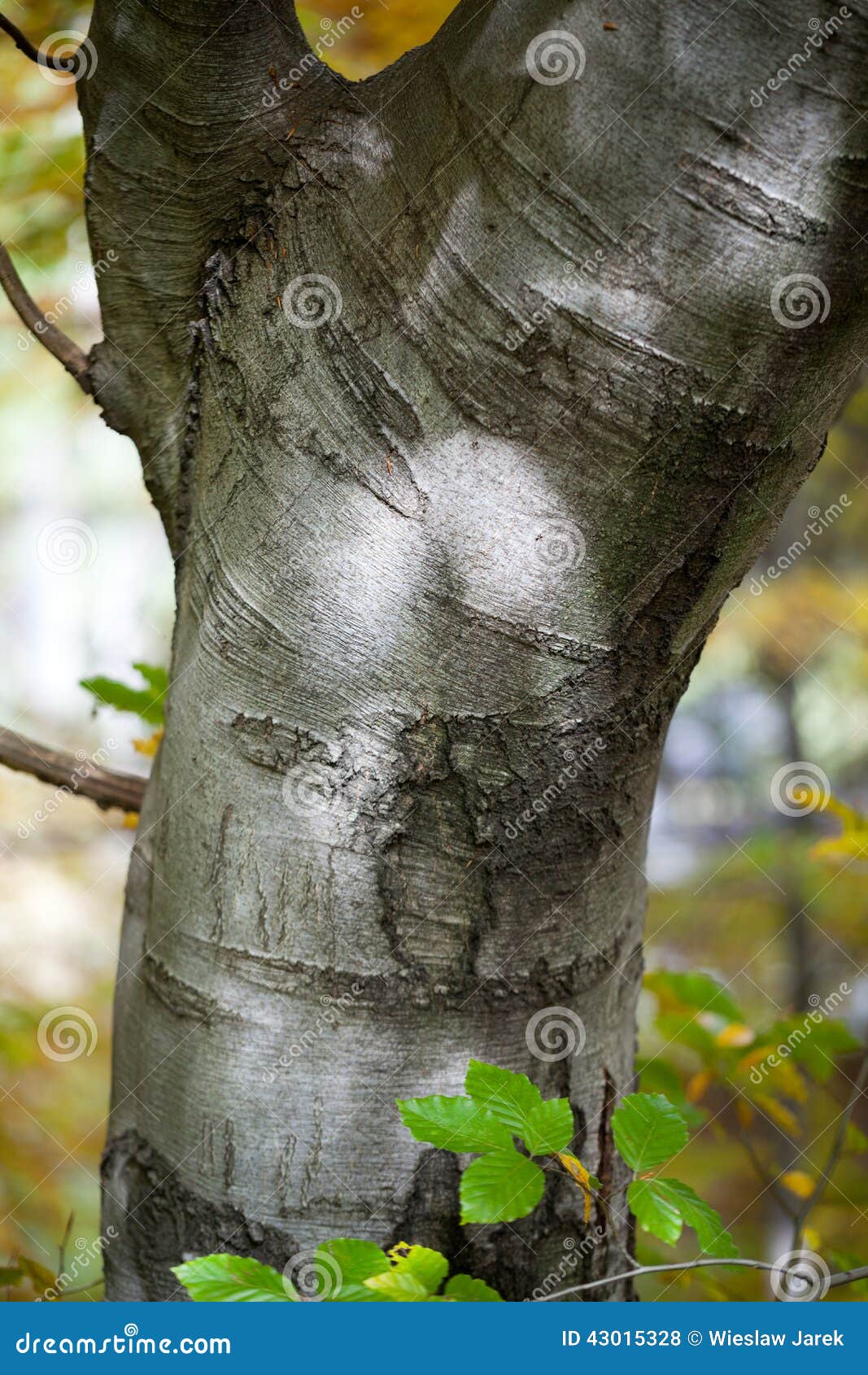 Silver-beech tree stock photo. Image of leaves, forest - 43015328