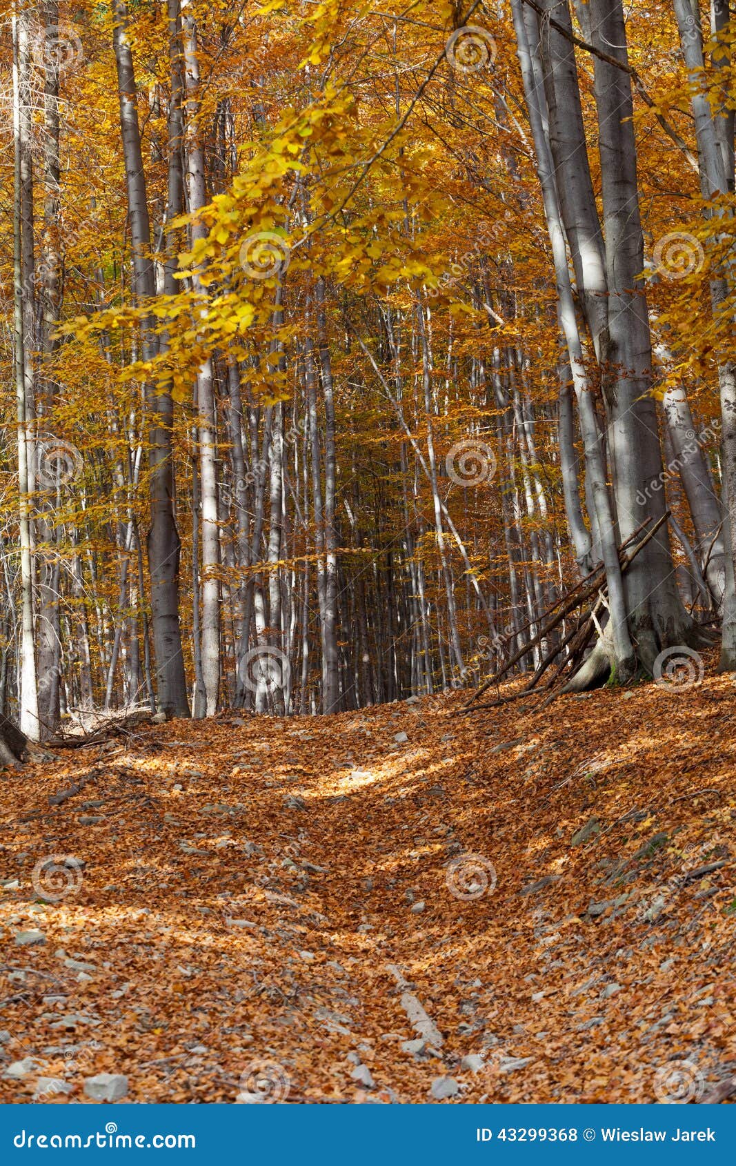 Silver-beech tree stock photo. Image of forest, natural - 43299368