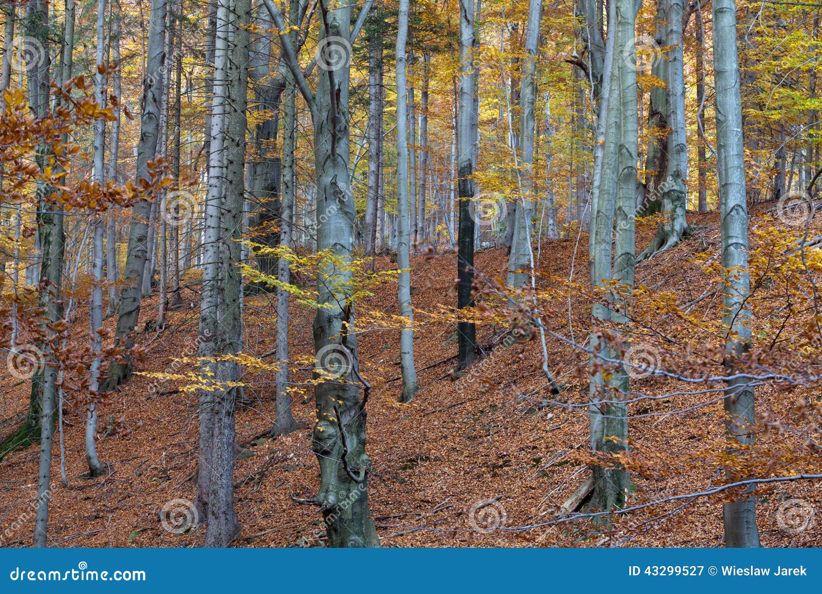 Silver-beech tree stock image. Image of light, leaf, nature - 43299527