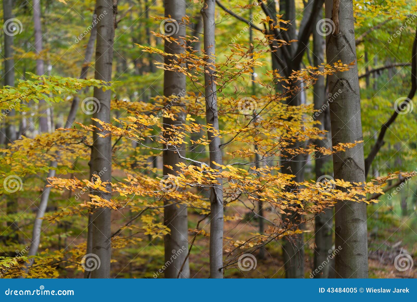 Silver-beech tree stock image. Image of season, forest - 43484005