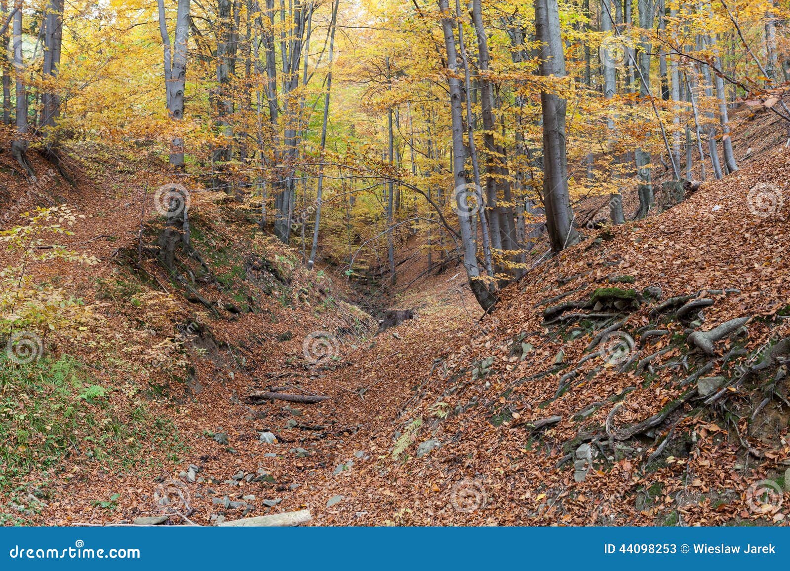 Silver-beech tree stock image. Image of landscaped, leaf - 44098253