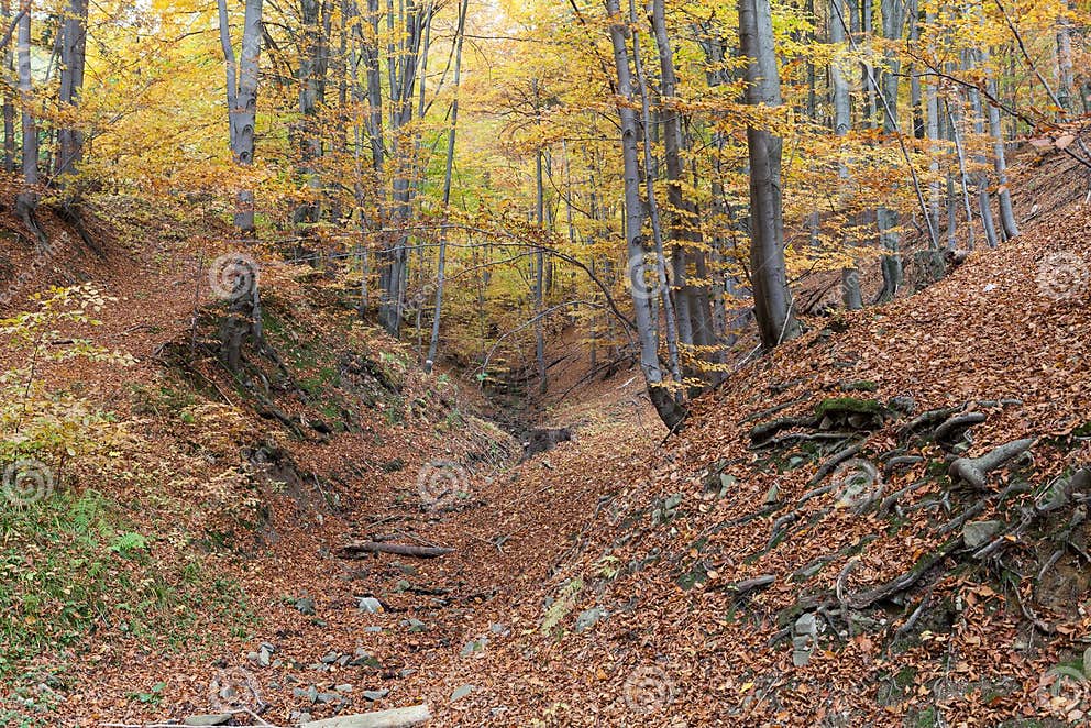 Silver-beech tree stock image. Image of landscaped, leaf - 44098253