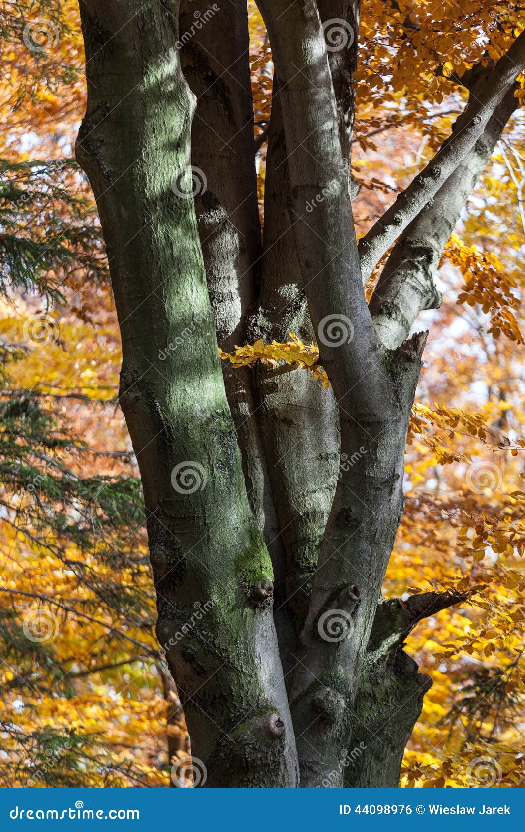 Silver-beech tree stock photo. Image of fresh, landscaped - 44098976
