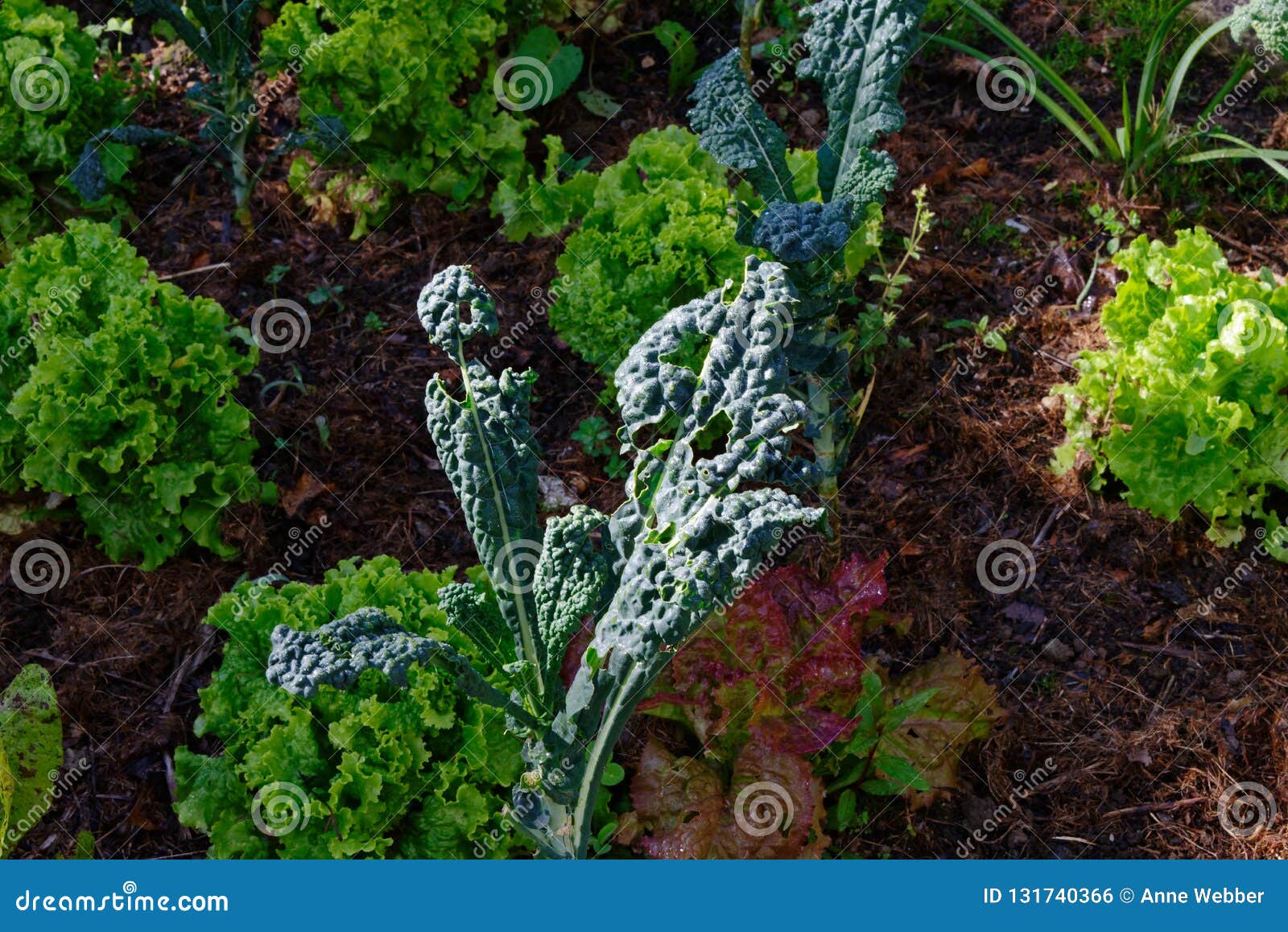 Silver-beet Growing in the Garden, but Something Has Nibbled it. Stock ...