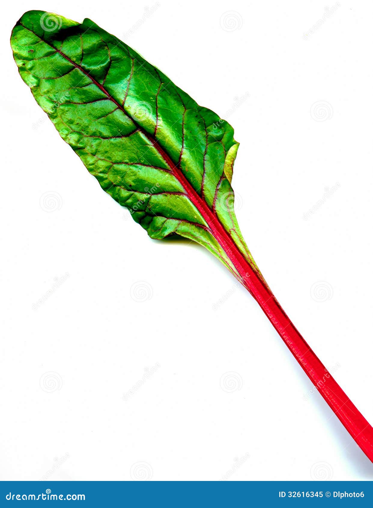 Silver-beet With Red Stems Royalty-Free Stock Photography ...