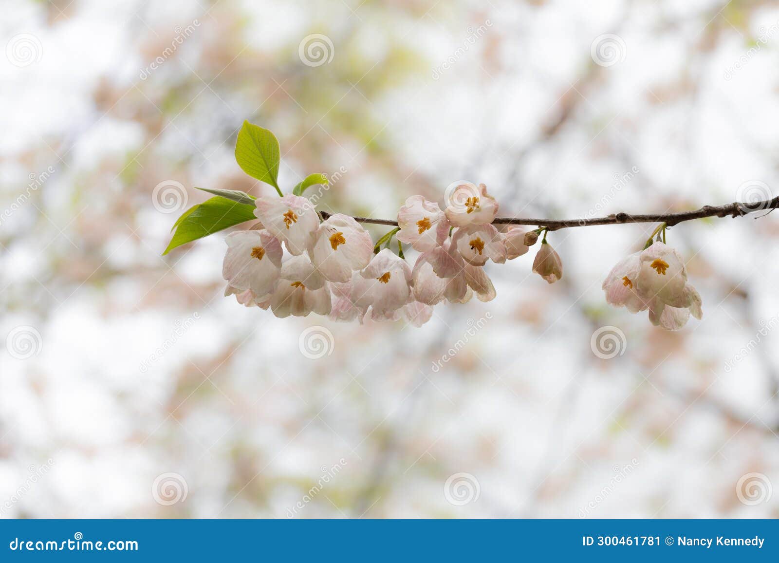 Silver bell Tree stock image. Image of silver, delicate - 300461781
