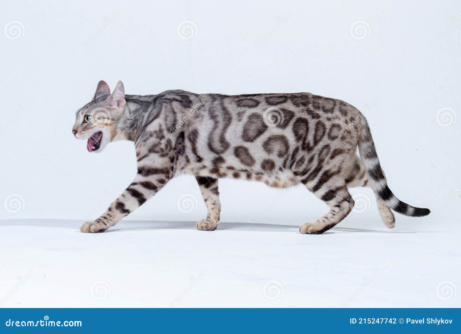Silver Bengal Cats