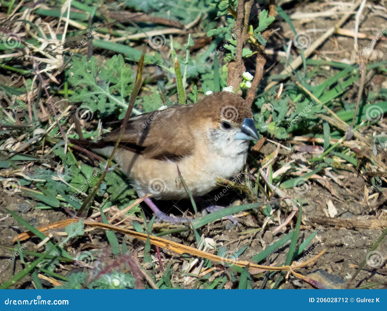 Silver Bill Bird on Ground. Stock Photo - Image of bird, moina: 206028712