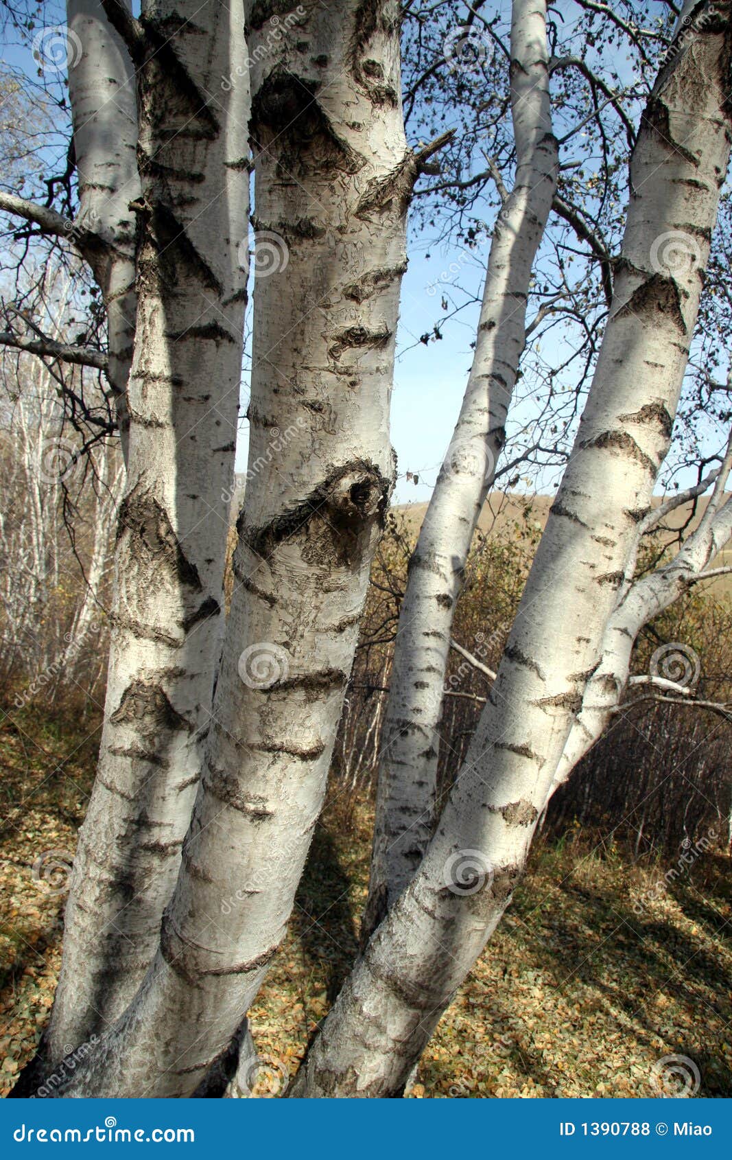 Silver Birch stock photo. Image of plant, fall, silver - 1390788