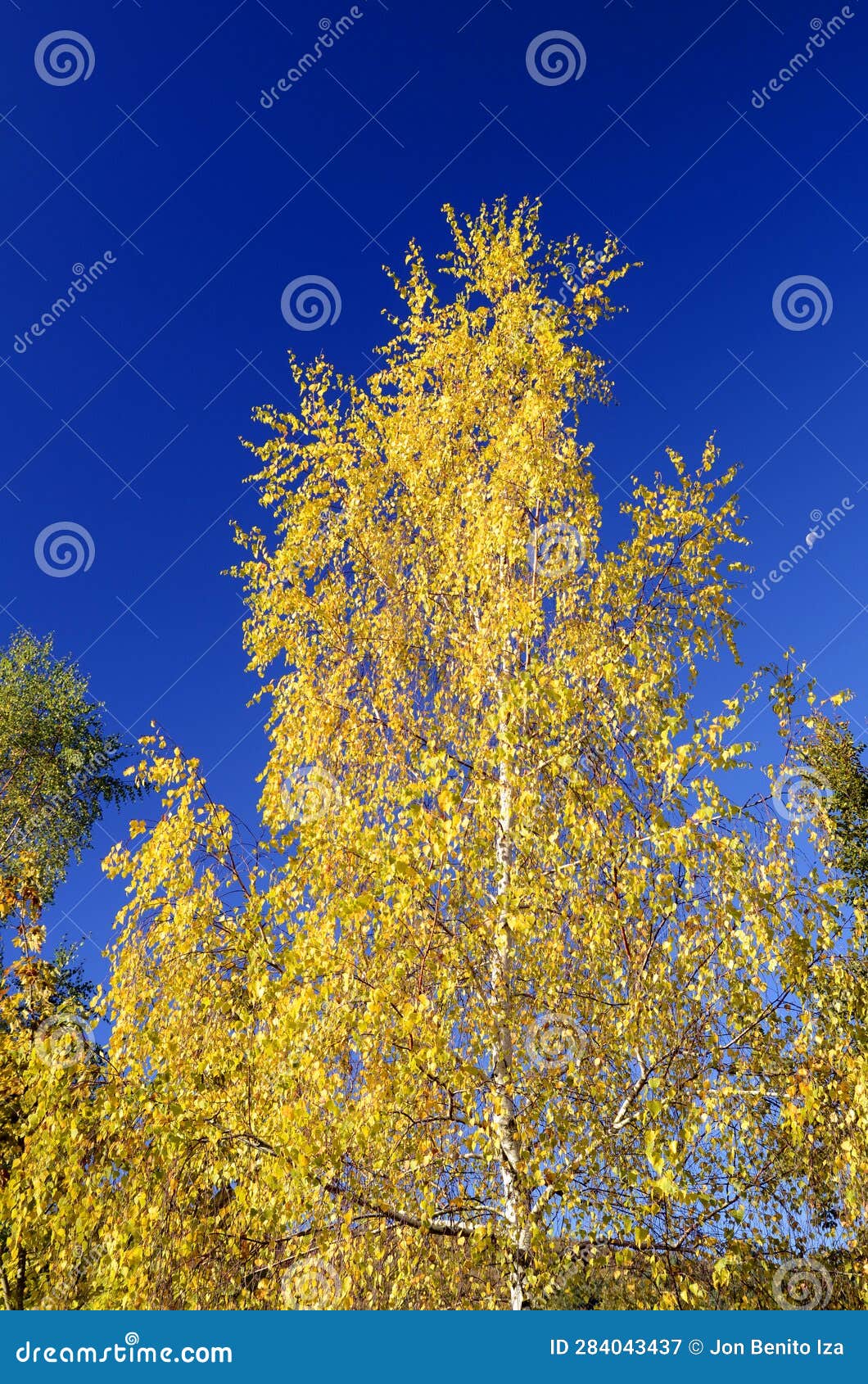 The Silver Birch (Betula Alba) with Fall Foliage Stock Image - Image of ...