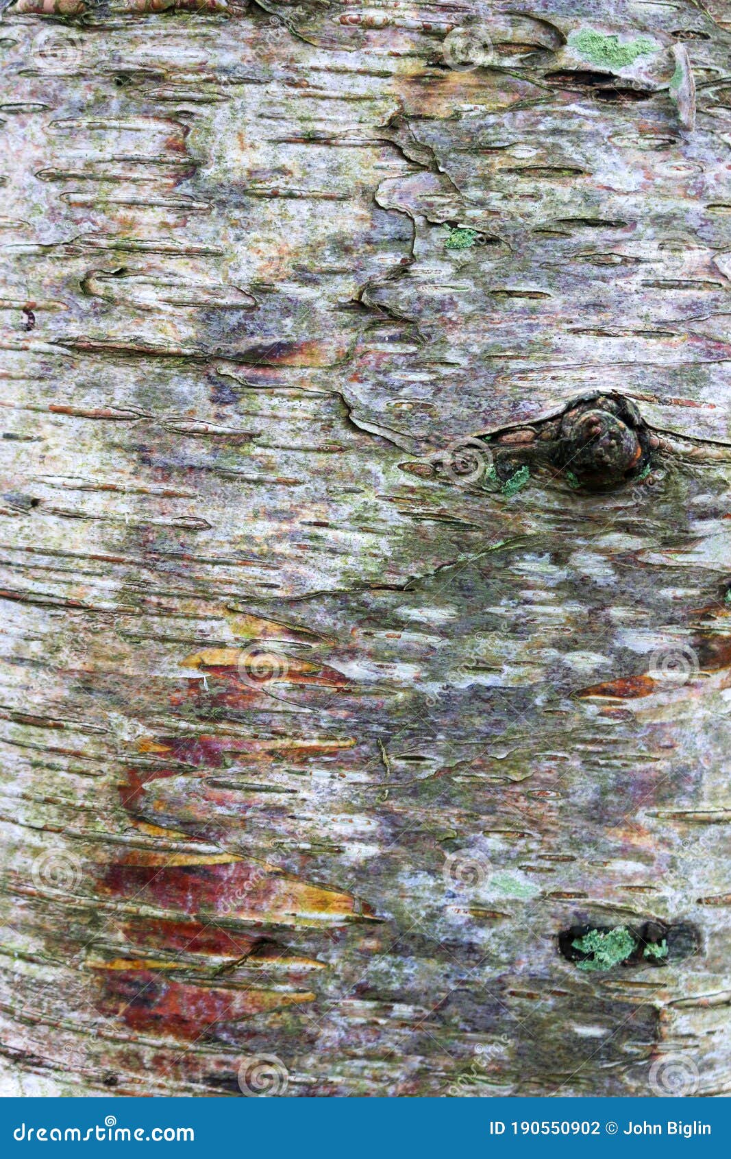 Bark on Silver Birch Tree Trunk Stock Photo - Image of wood, bark ...