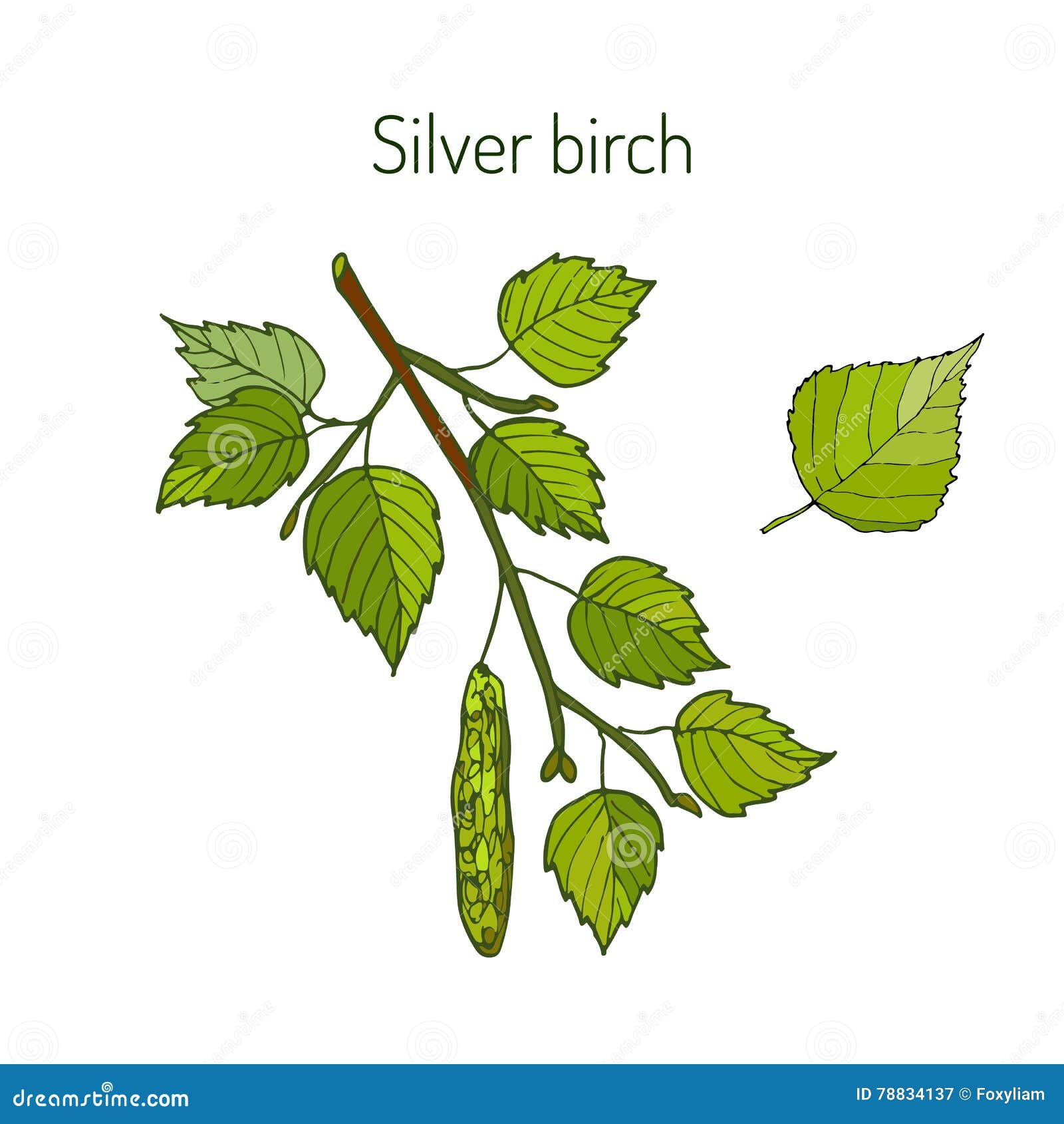 Silver Birch Branch with Leaves Stock Vector - Illustration of birch ...