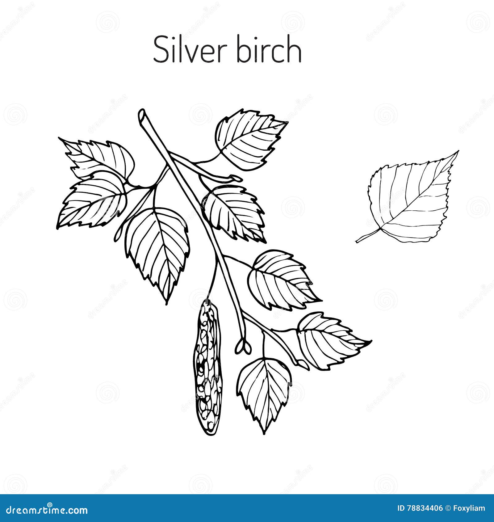 Silver Birch Tree Illustration, Drawing, Engraving, Ink, Line Art ...