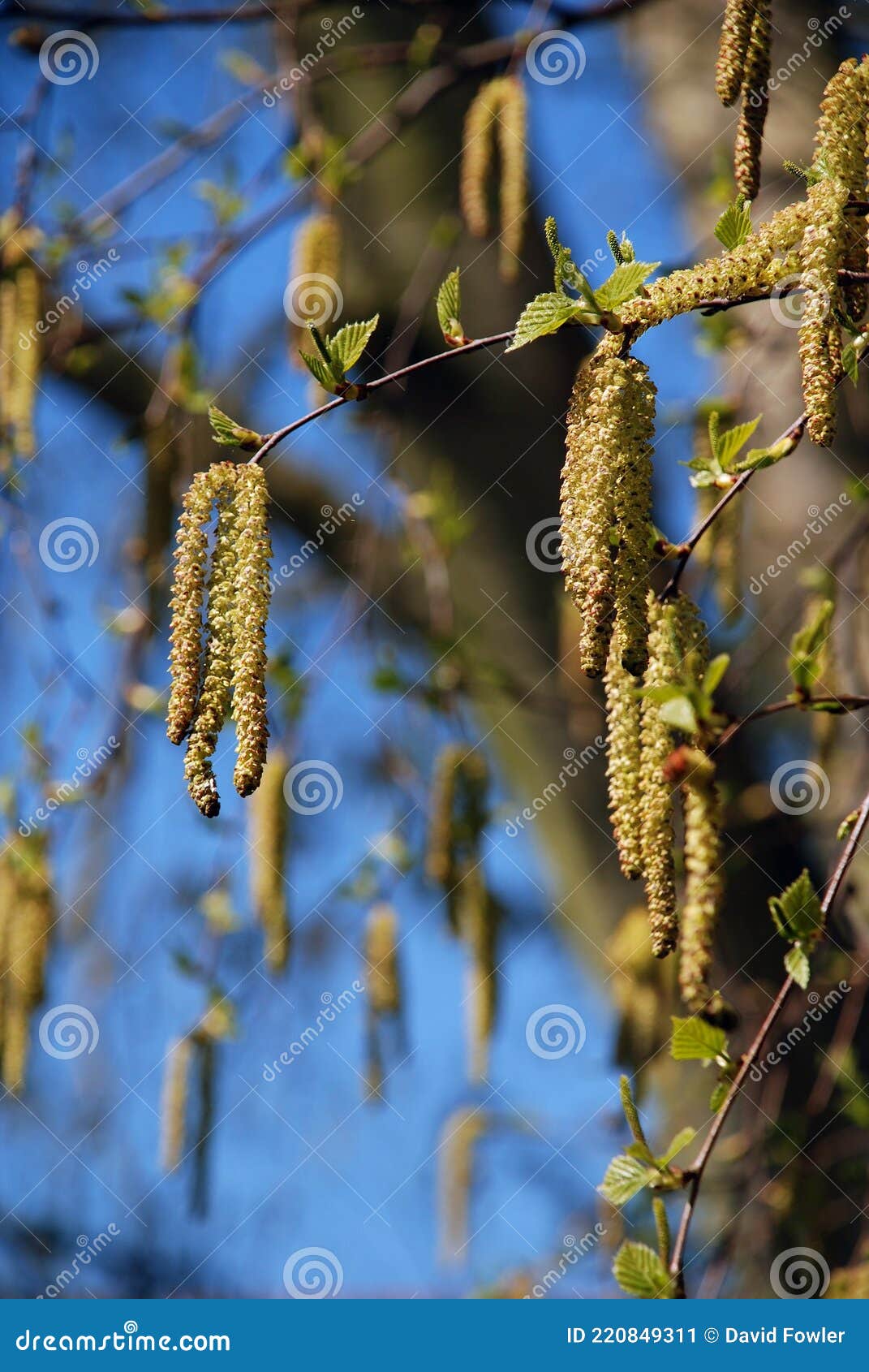 Silver Birch catkins stock image. Image of botanical - 220849311