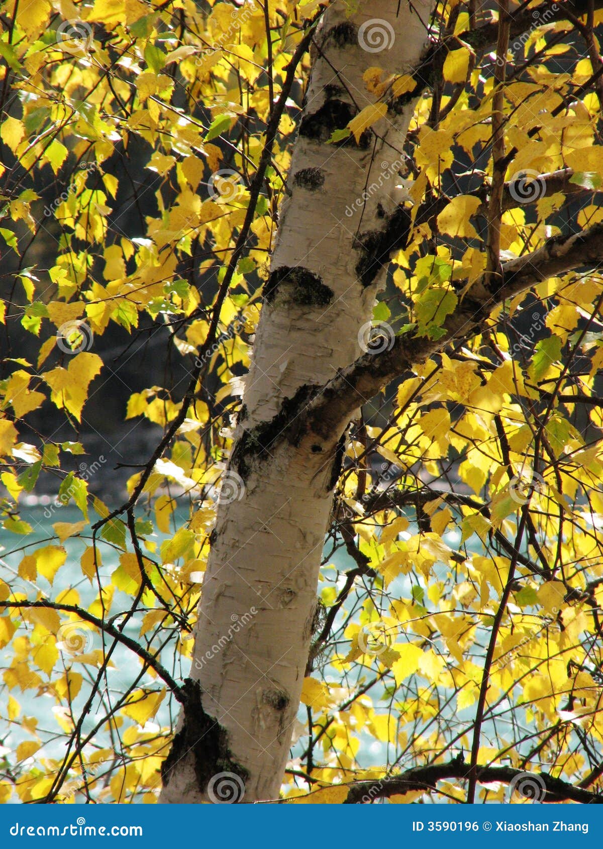 Silver Birch Catkin - Betula Pendula Stock Image | CartoonDealer.com ...