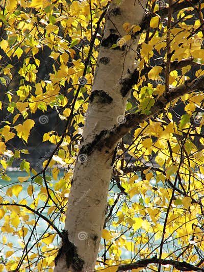Silver birch in fall stock photo. Image of north, silver - 3590196