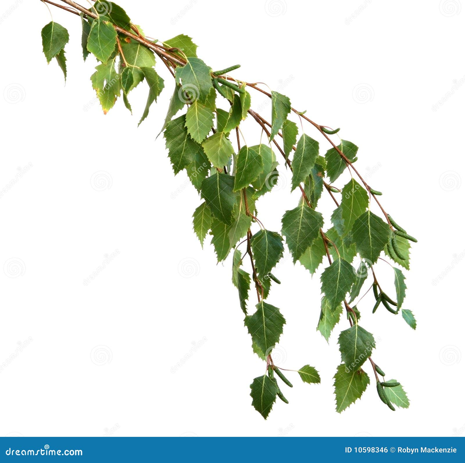 Silver Birch Tree Leaves
