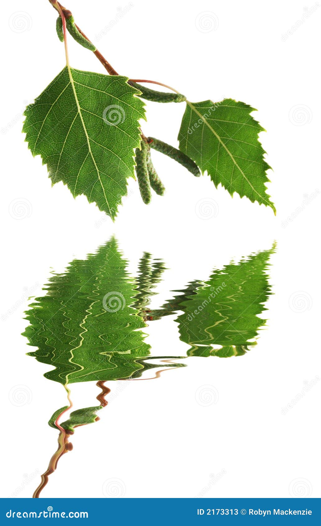 Silver Birch Leaves stock image. Image of detail, reflection - 2173313