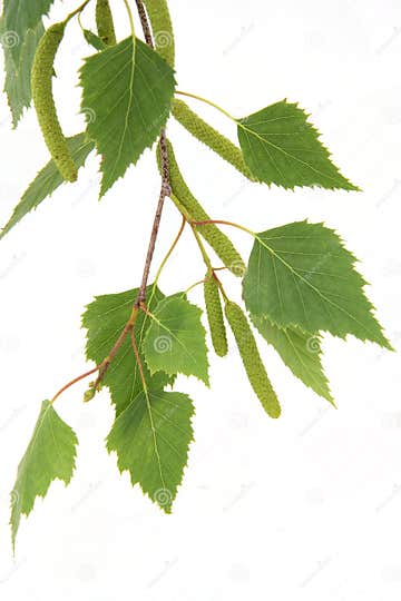Silver birch leaves stock photo. Image of silver, detail - 5079638