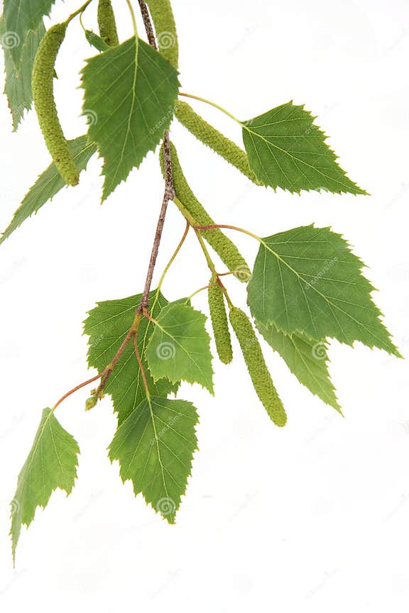 Silver birch leaves stock photo. Image of silver, detail - 5079638