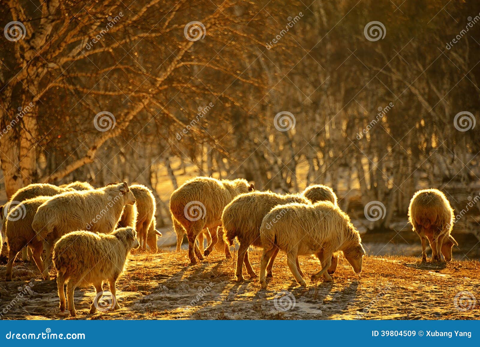 Silver Birch and the Sheep in Winter Stock Image - Image of tourism ...