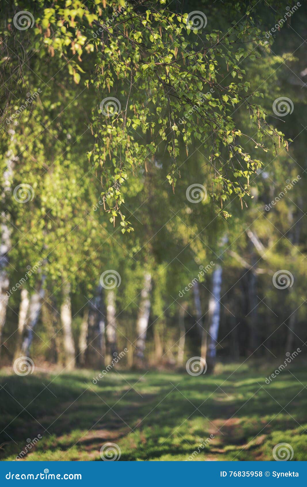 Silver birch stock photo. Image of warm, shell, summer - 76835958