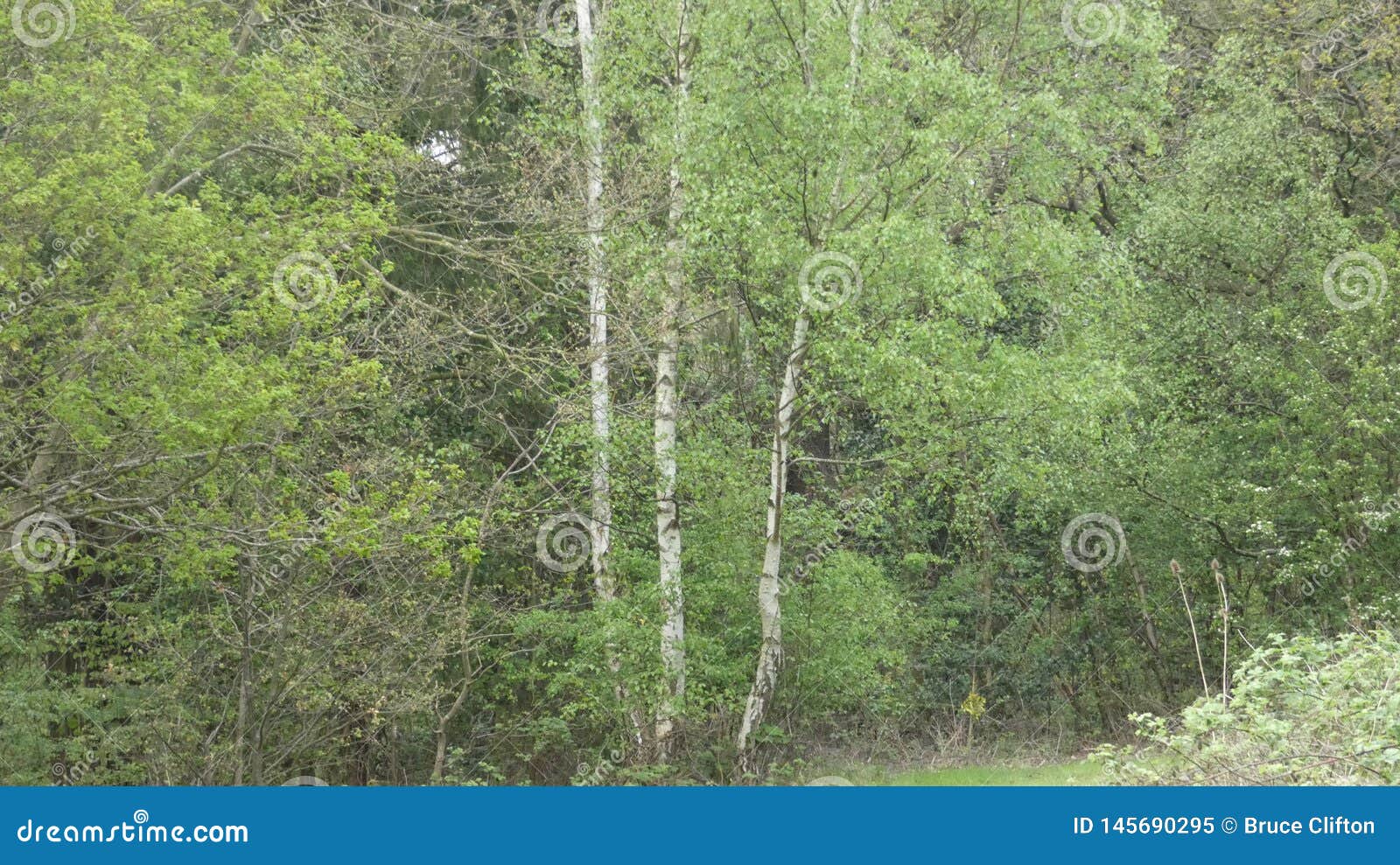 Silver Birch in Spring Time 2 Bnwyfre, Breath of Life Stock Image ...