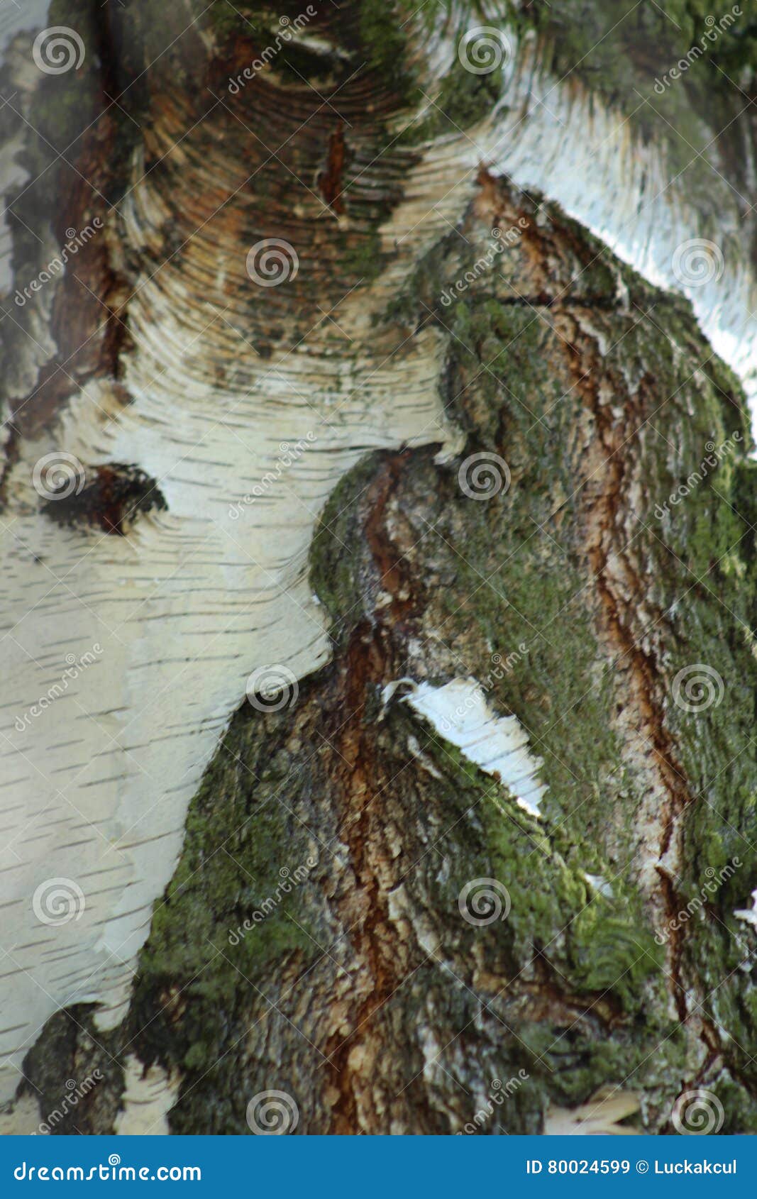 Silver birch texture stock image. Image of leaves, silver - 80024599