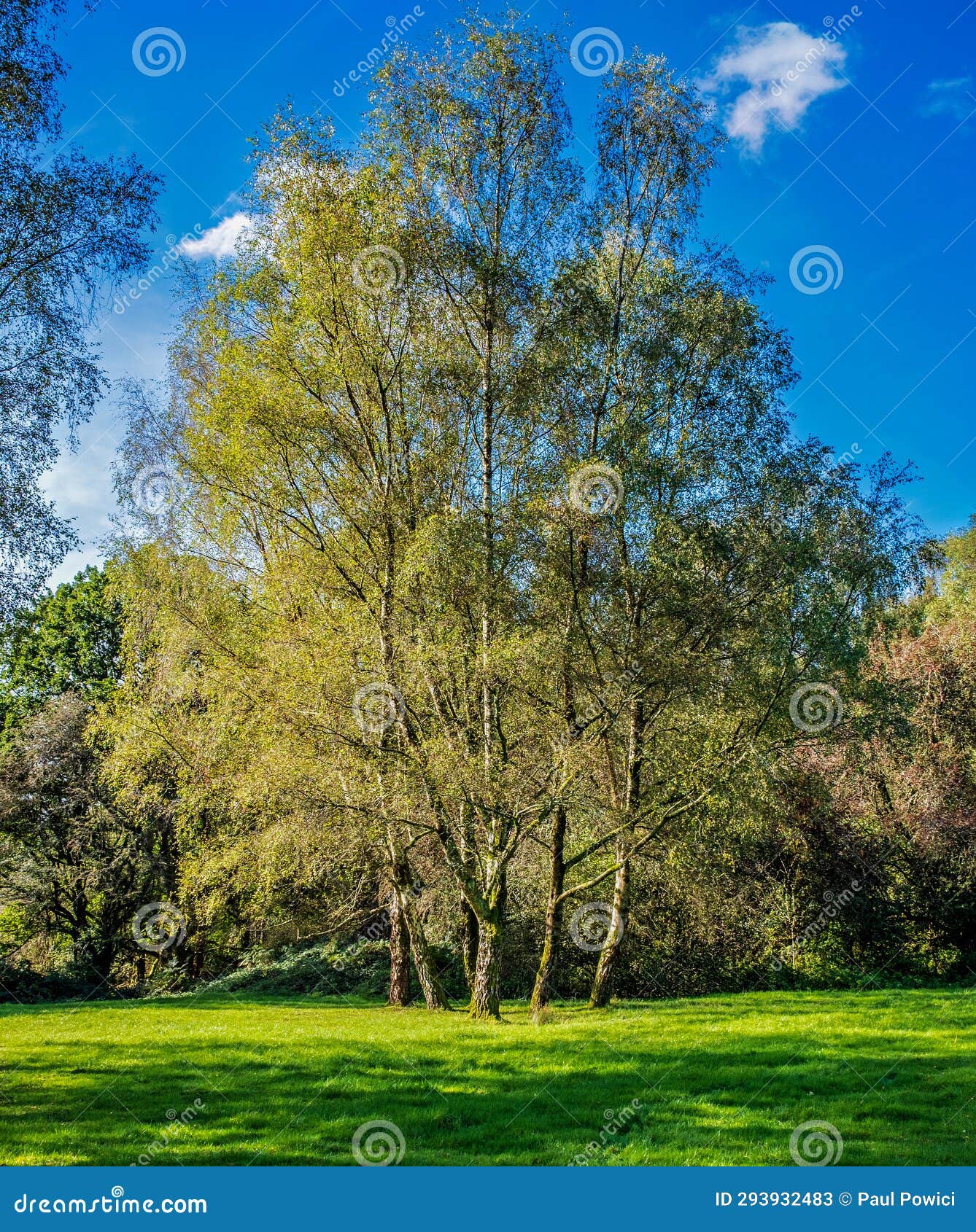 Silver Birch Tree Beginning To Turn into Autumn Colours in October 2023 ...