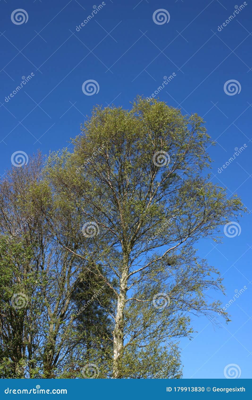 Silver Birch Tree, Betula Pendula, in Spring Stock Photo - Image of ...