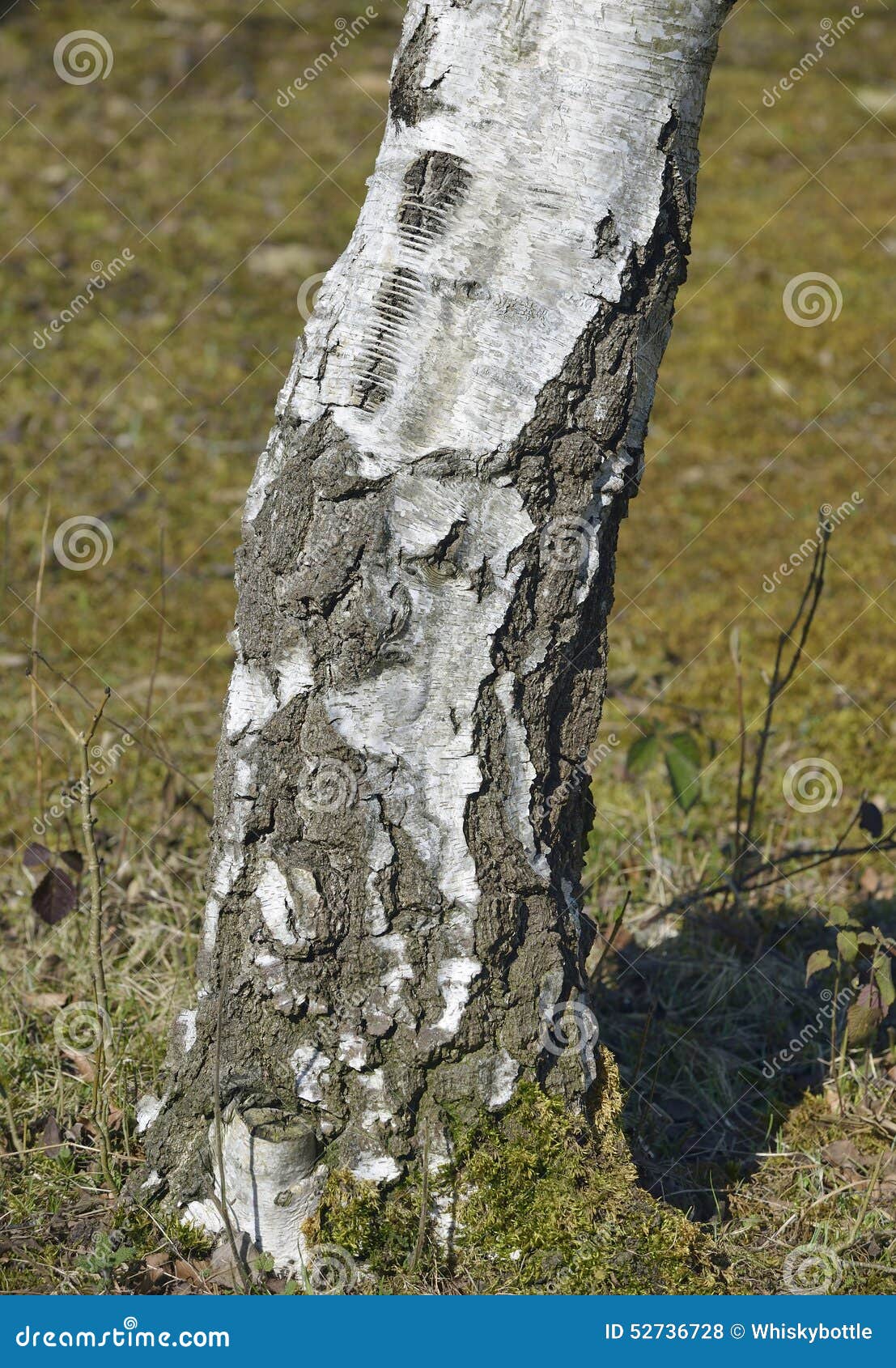 Silver Birch Tree stock photo. Image of white, pendula - 52736728