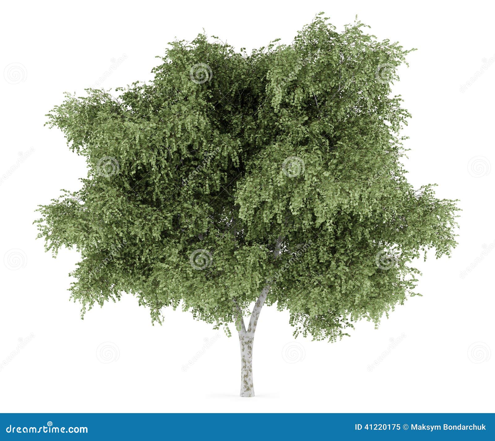 Silver Birch Tree Isolated on White Stock Illustration - Illustration ...