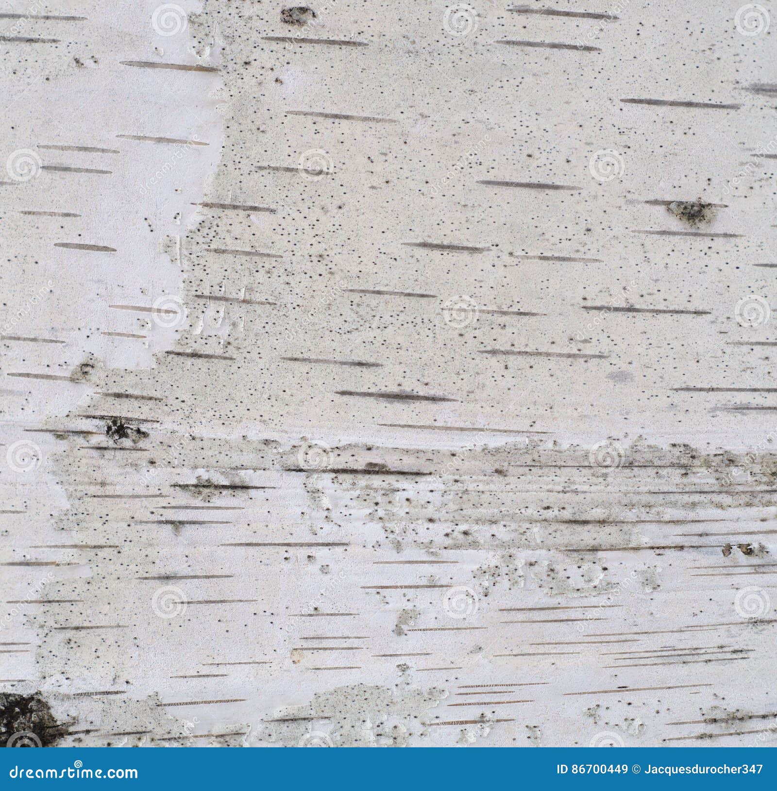 Silver Birch Tree Peel Texture Gray White Background Stock Image ...