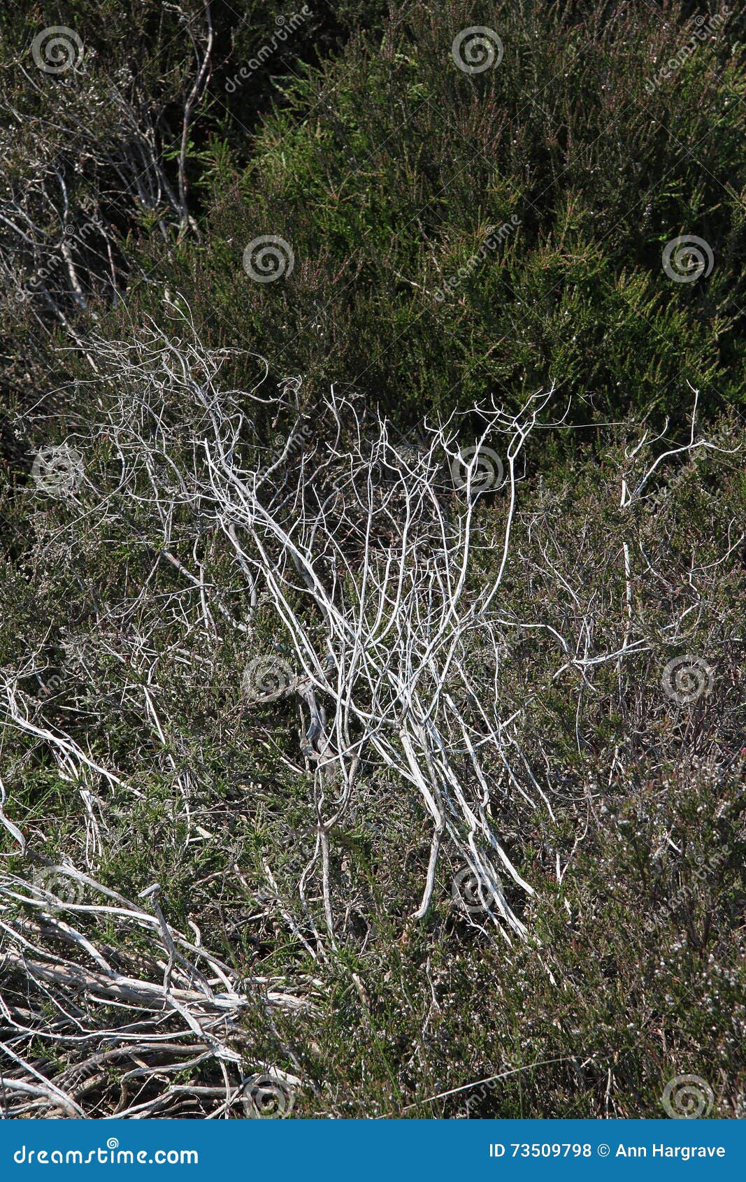 Silver Birch Tree Surrounded by Burnt Bushes Stock Photo - Image of ...