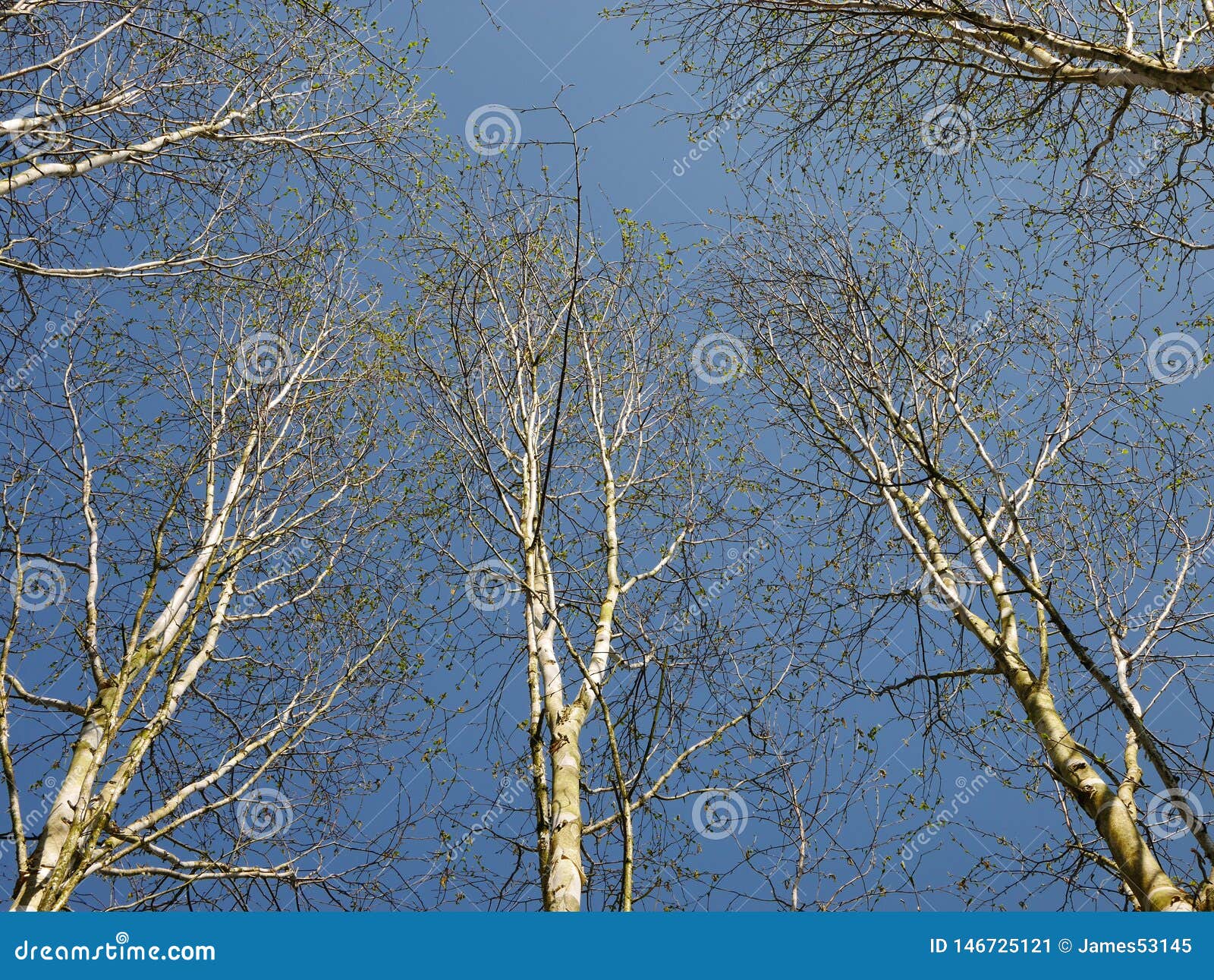 Silver Birch Tree Tops stock image. Image of blue, white - 146725121