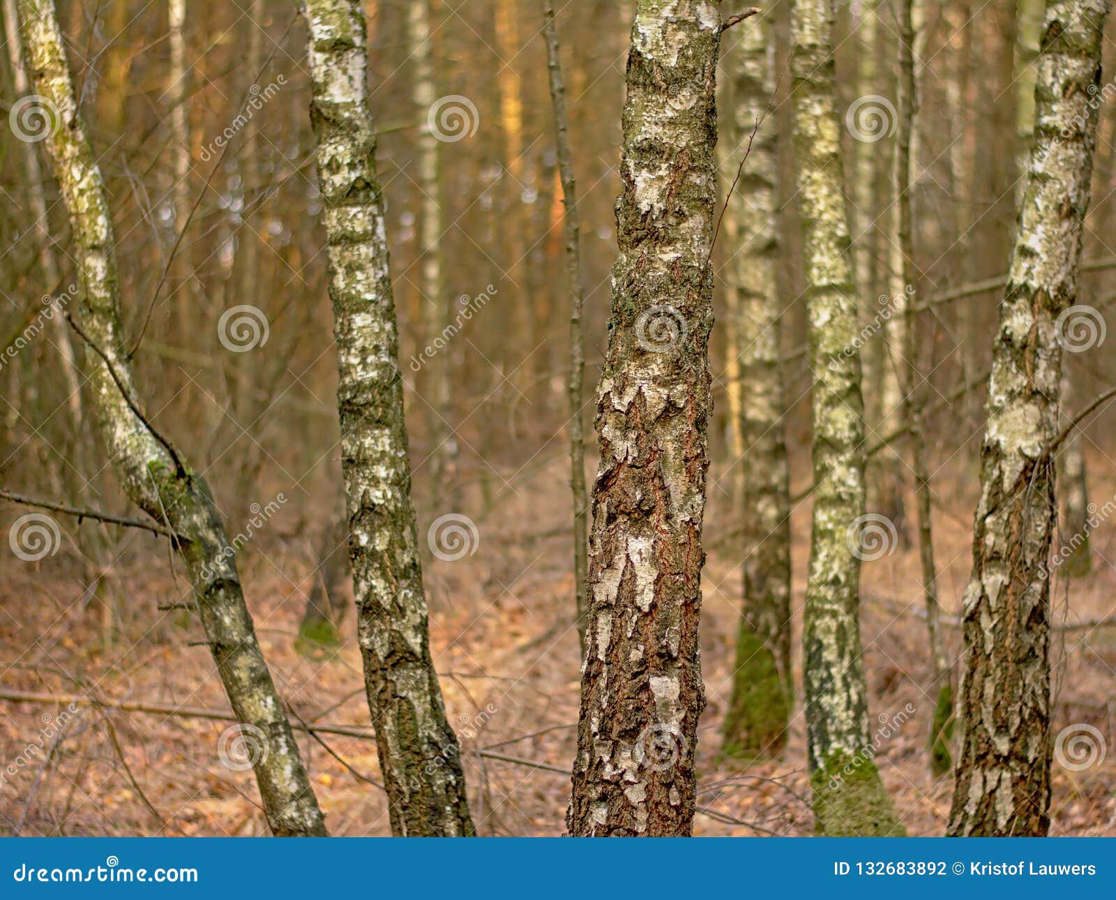 Silver Birch Tree Trunks in the Forest - Betula Pendula Stock Photo ...