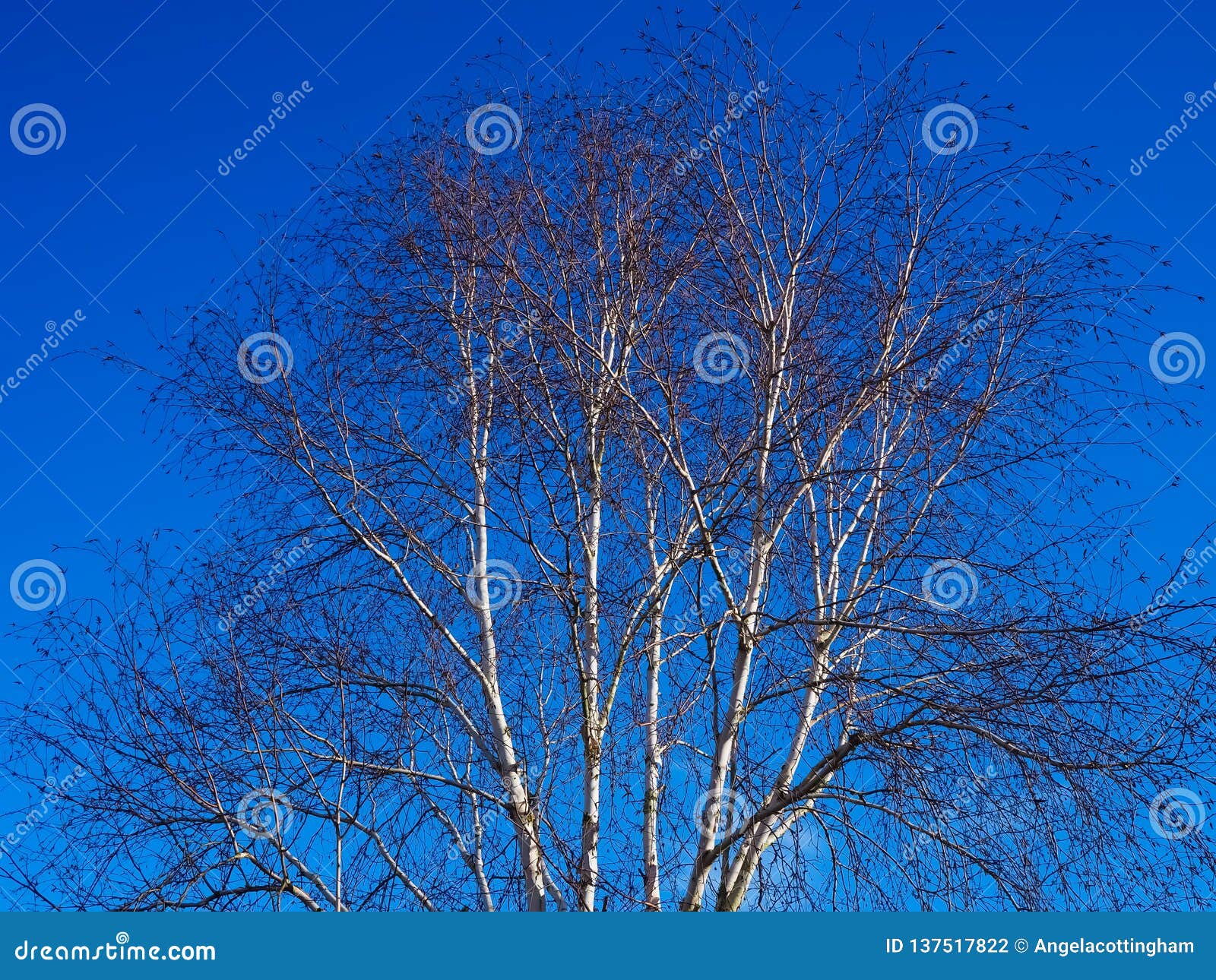 Silver Birch Tree in Winter with a Blue Sky Stock Photo - Image of ...