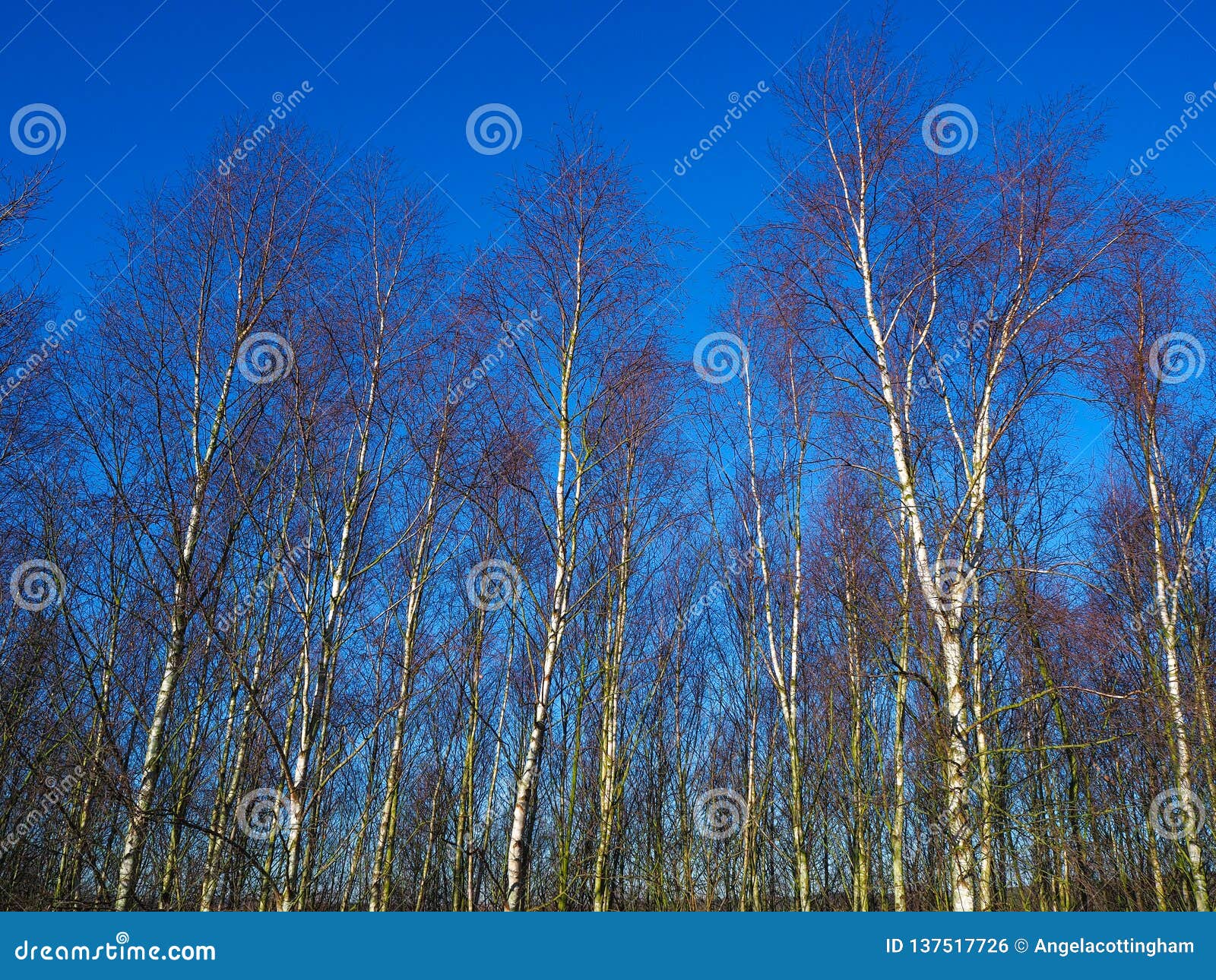 Silver Birch Trees in Winter Sunlight Stock Photo - Image of park ...