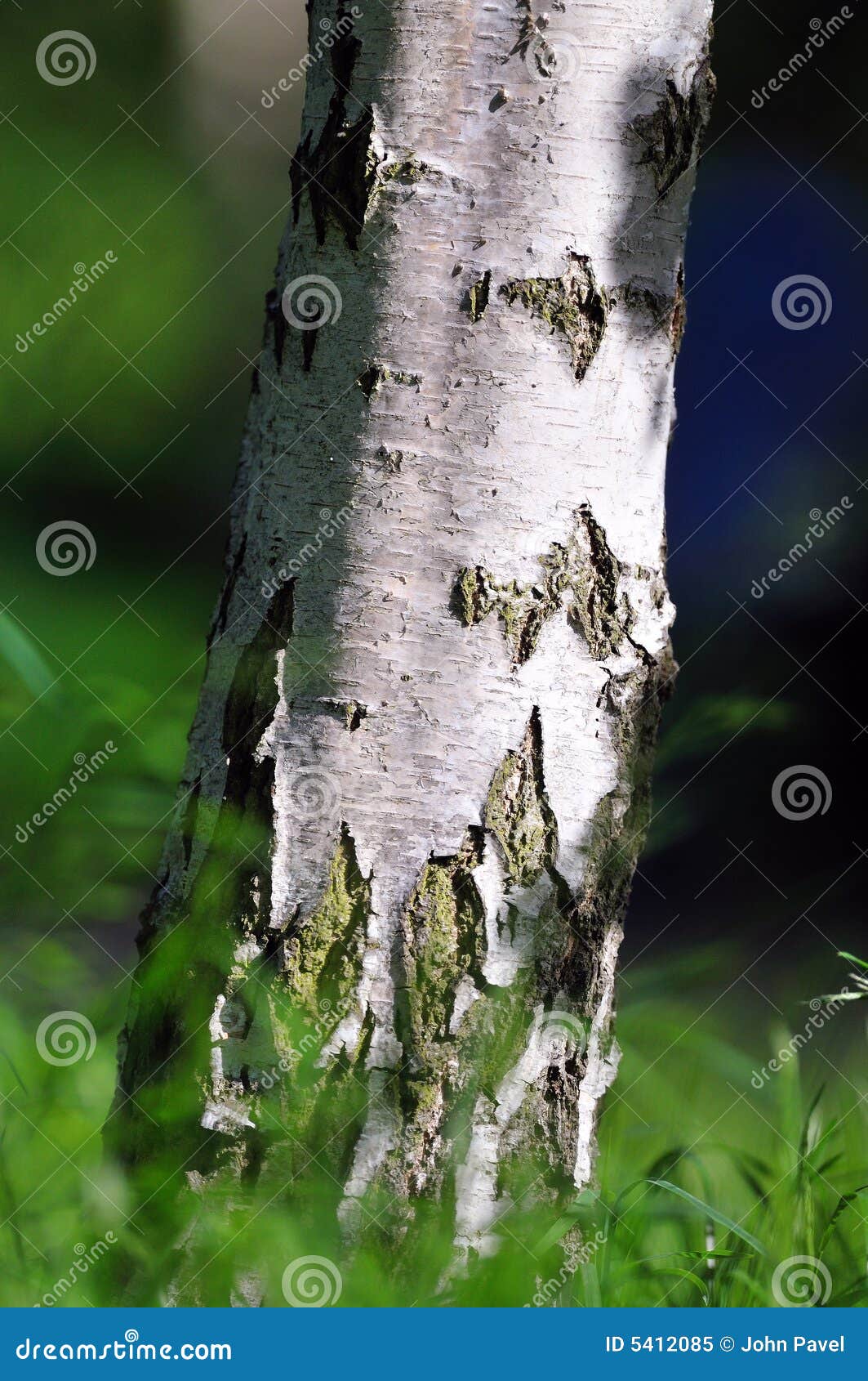 Silver birch trunk stock image. Image of trunk, crevices - 5412085
