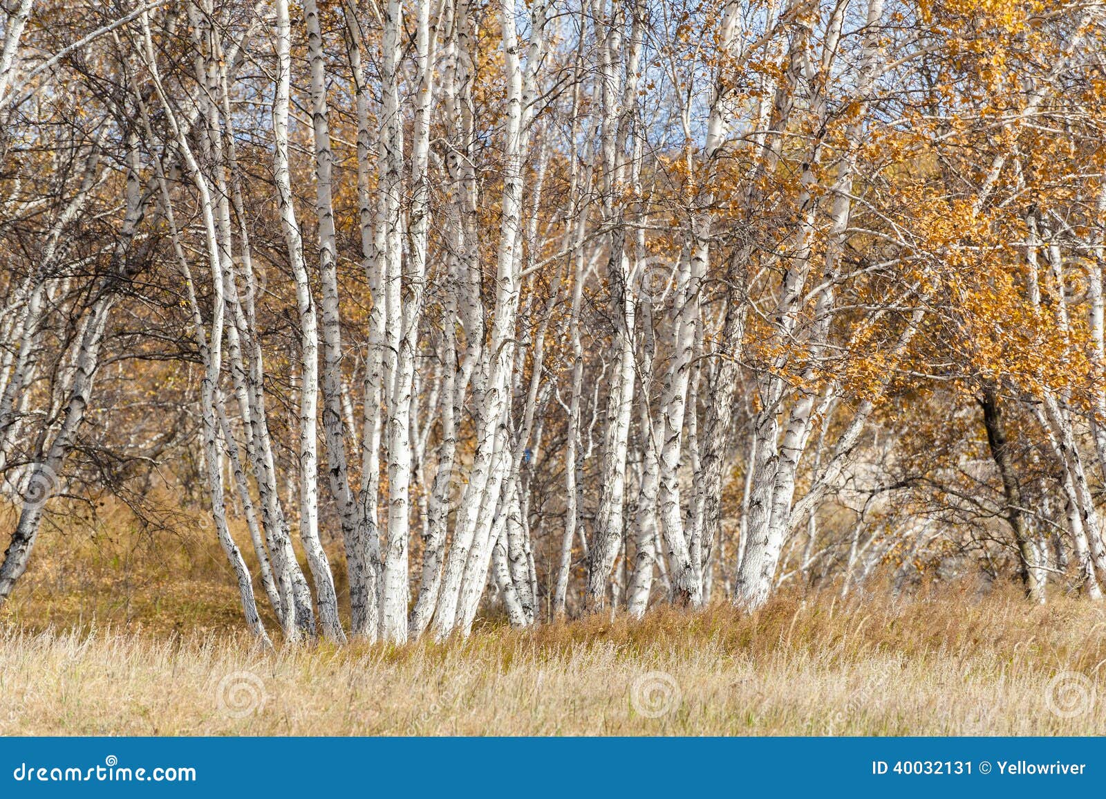 Silver birches stock image. Image of nature, golden, lakeside - 40032131