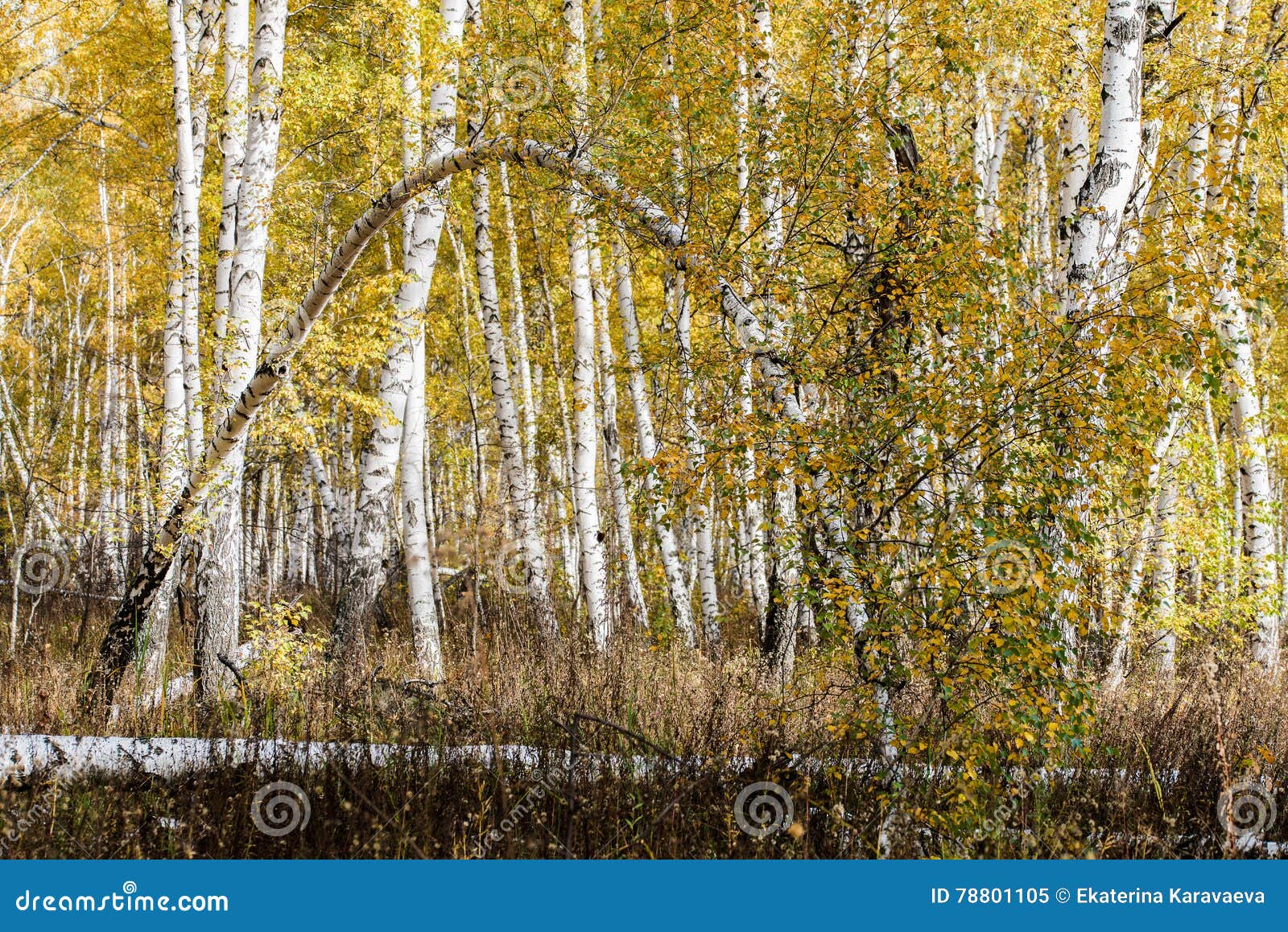 Silver Birches in Autumn Forest Stock Image - Image of delightful ...