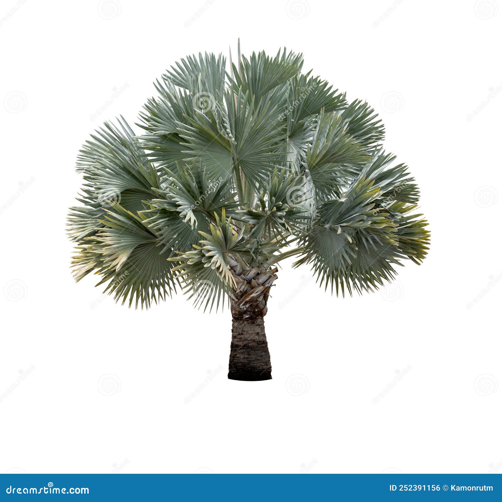 Silver Bismarckia Nobilis Palm Tree Royalty-Free Stock Image ...