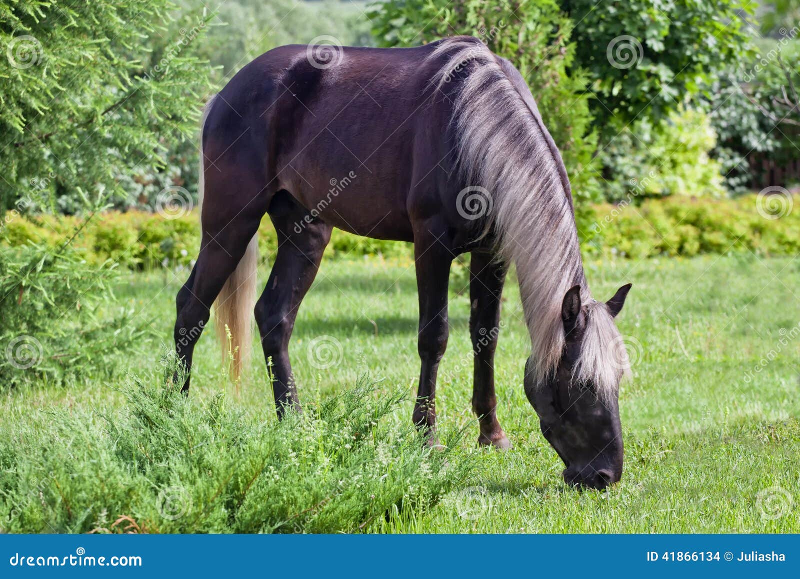 Silver-black stallion stock photo. Image of grazing, green - 41866134
