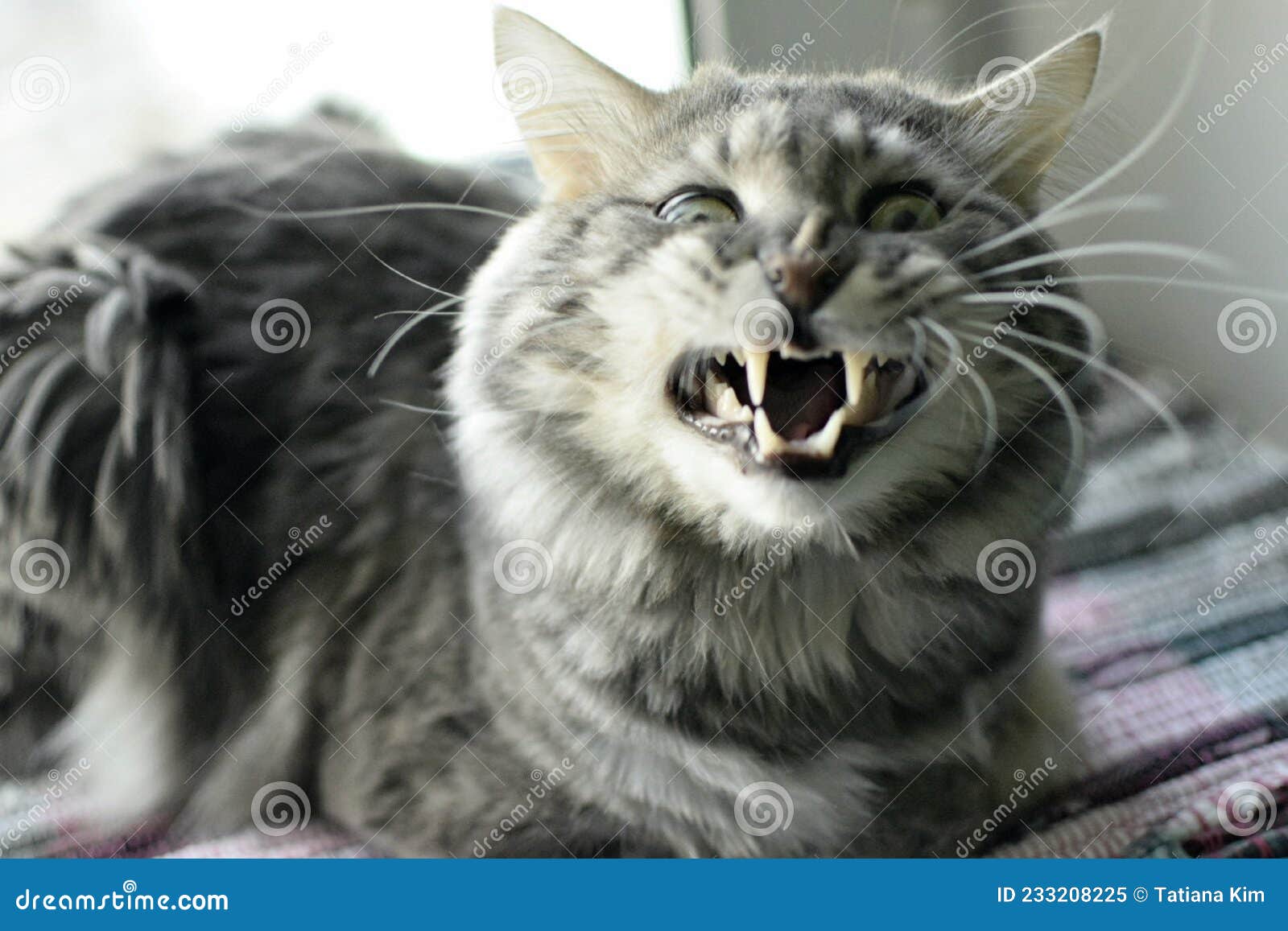 Silver Blue Cat Kurilian Bobtail Fluffy Tabby Stock Image - Image of ...