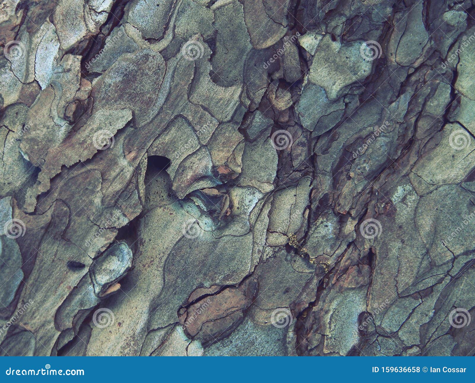Tree bark close up grey stock photo. Image of grey, flaky - 159636658