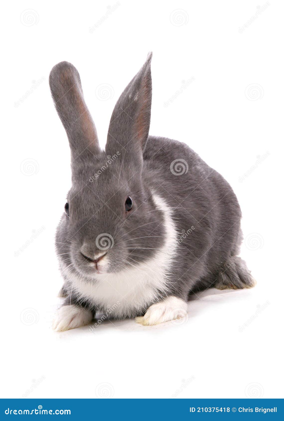 Silver blue rabbit stock photo. Image of white, blue - 210375418