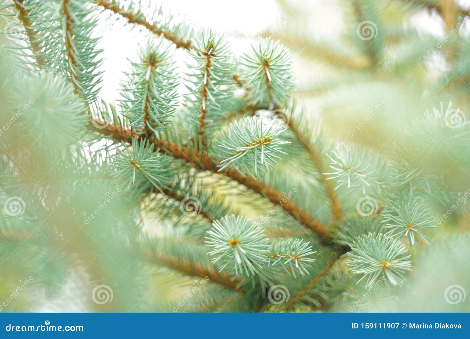 Silver Blue Spruce Pine, Fir Tree Branches Outdoor Close Up Stock Image ...