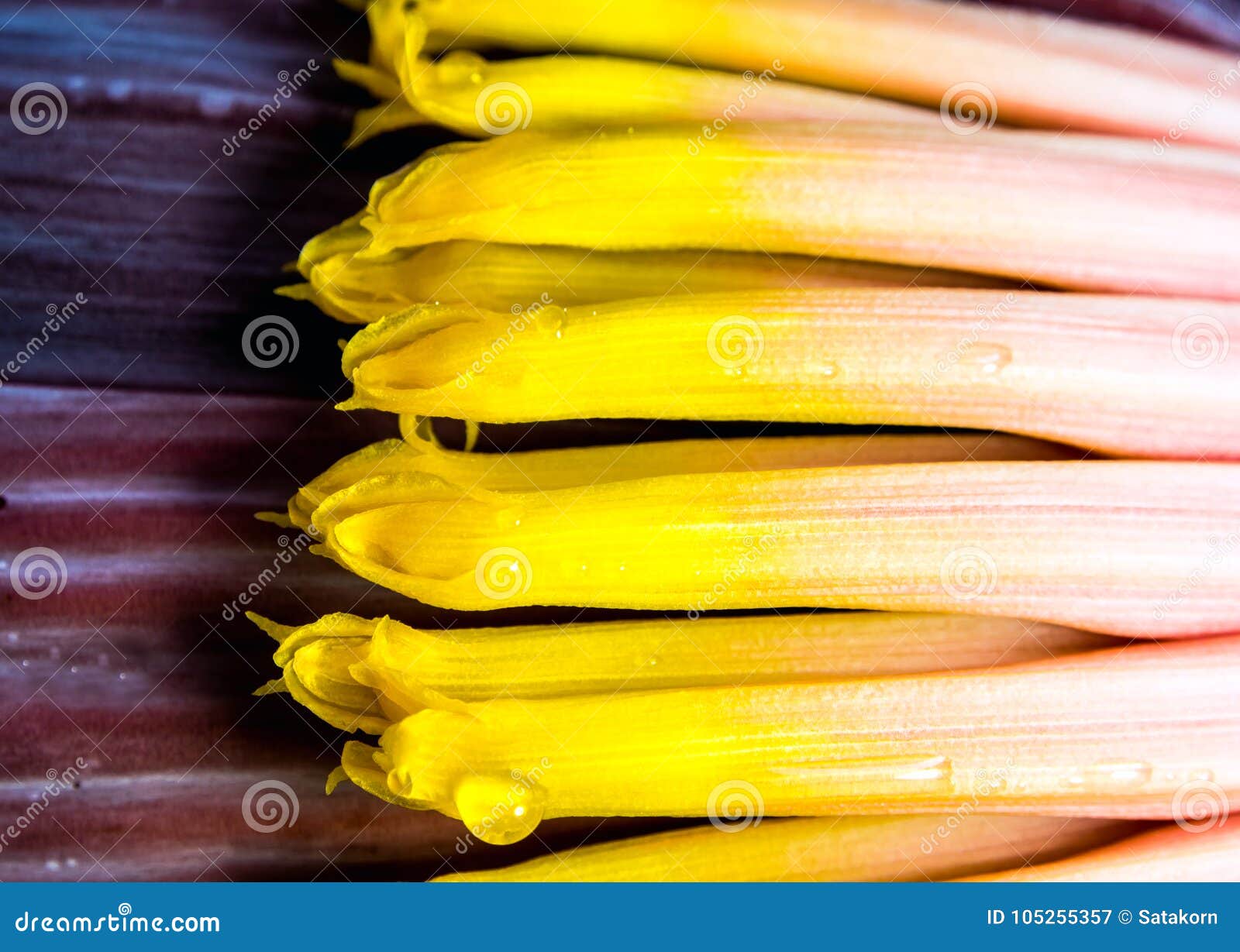 Silver Bluggoe Banana Blossom Stock Image - Image of tropical, detail ...
