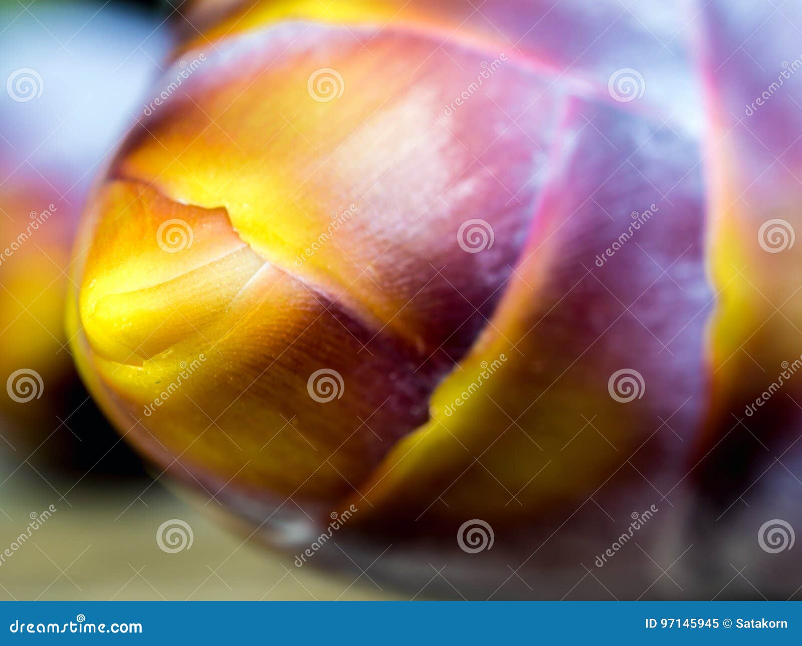 Silver Bluggoe Banana Blossom Stock Image - Image of tropical ...