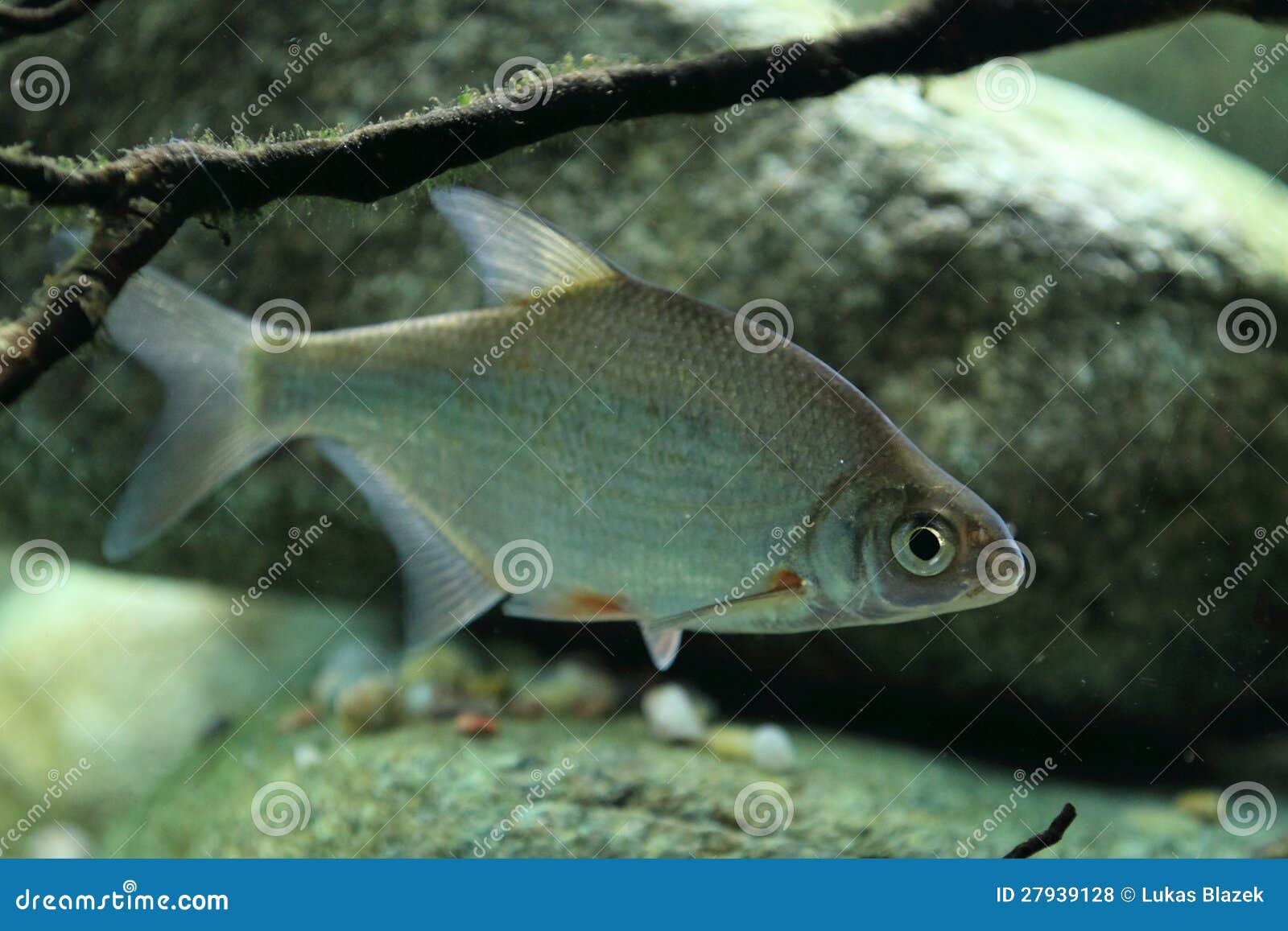 Silver bream stock photo. Image of fish, bjoerkna, silver - 27939128